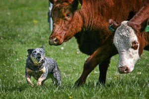 OSU hires University of Florida grad to help cattle ranchers