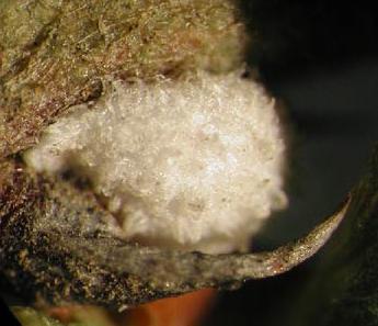 Azalea bark scale showing up in lower Willamette Valley