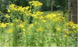 Noxious weed re-emerges in Oregon