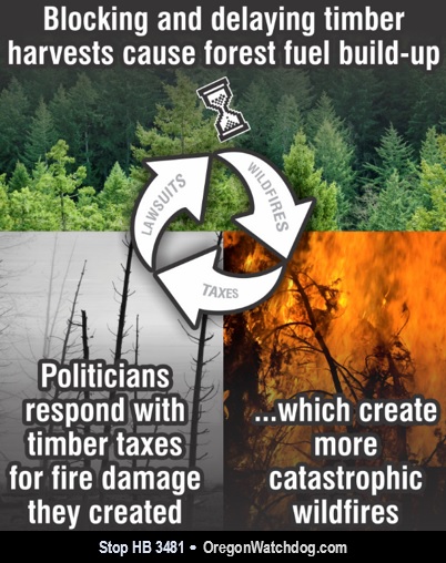 Infographic — Timber Tax