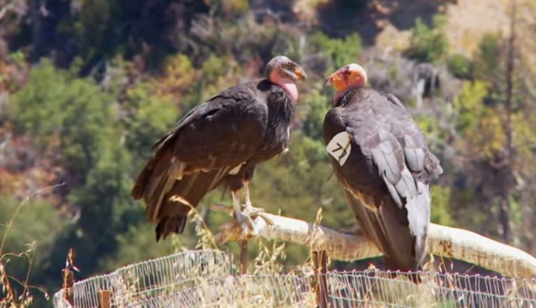 California condors make miracle rebound in NW after 100 years