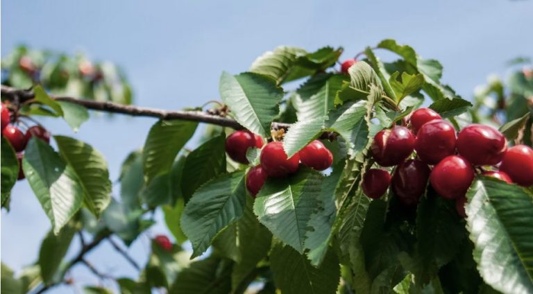 Jeff Hellfrich: State Disaster Declaration for Oregon Cherry Industry