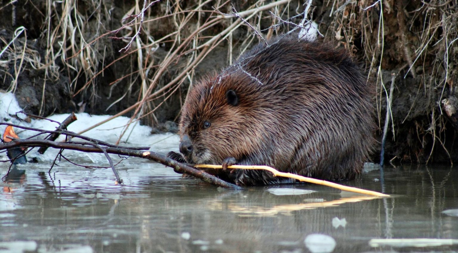 Beavers used to help with wildfires, salmon
